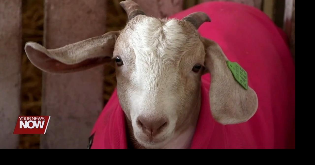 The Van Wert County Fairgrounds held their 168th Van Wert County Fair ...