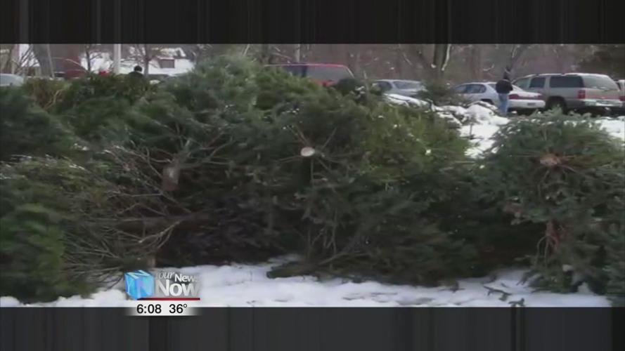 What to do with unwanted Christmas trees? | News | hometownstations.com