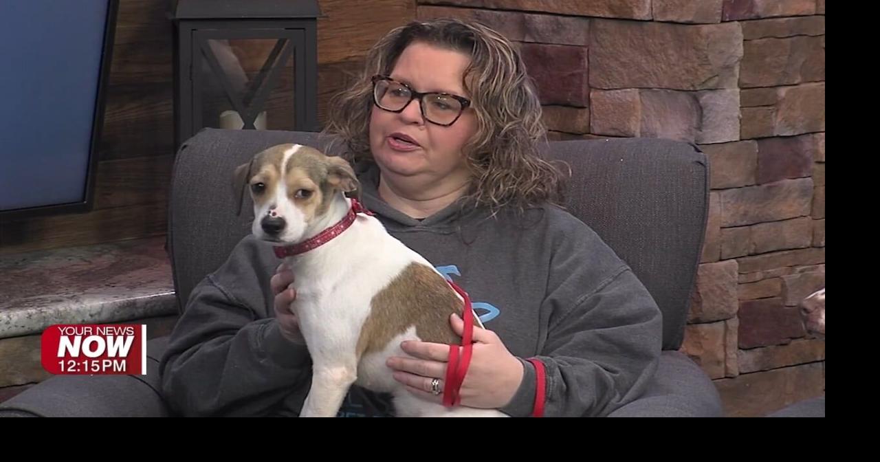 All Starr Pets introduces us to two adoptable dogs | Noon Edition ...