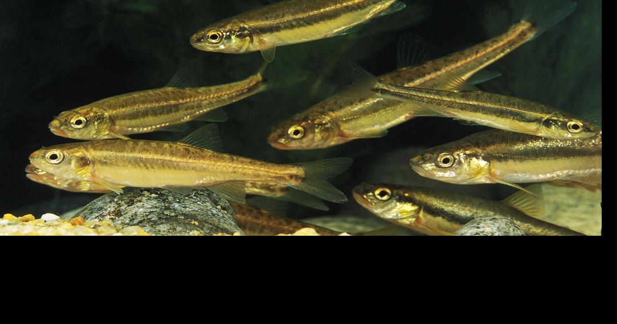 Allen Soil & Water to Hold 43rd Annual Pond Fish Sale | Allen County ...
