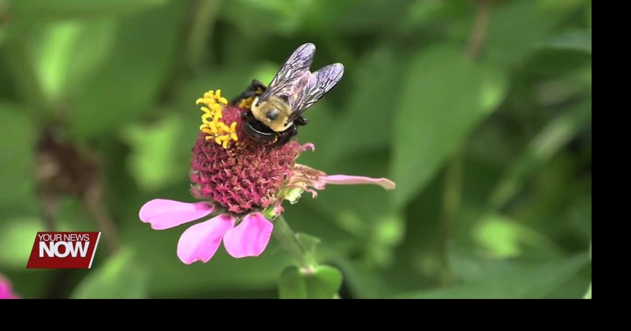 Kiwanis Ohio District Governor encouraging pollinator habitats with ...