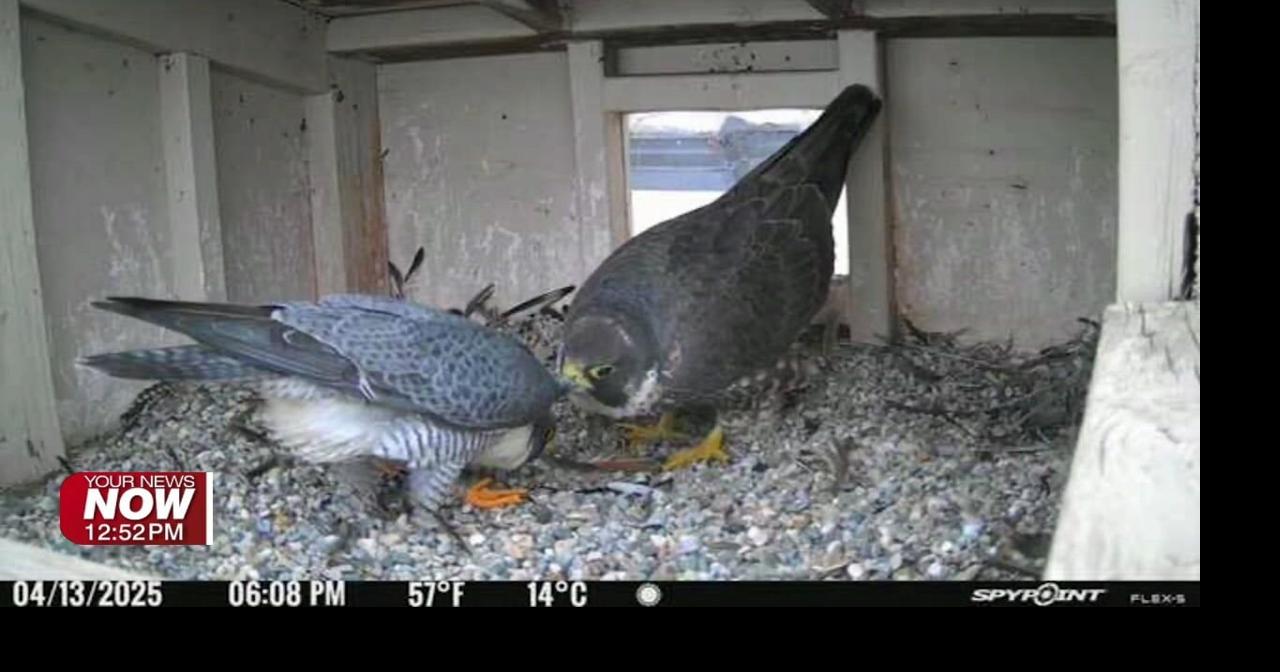 The peregrine falcons are back at the Chase Building in Downtown Lima ...