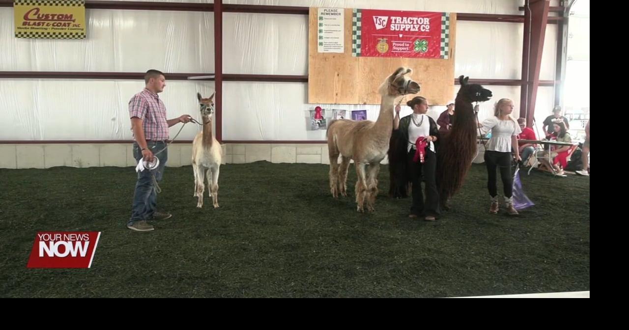 4-H members talk about the rare llamas and alpaca project | News ...