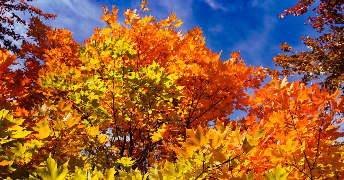 2023 Fall outlook with Meteorologist Nathan Kitchens | News ...