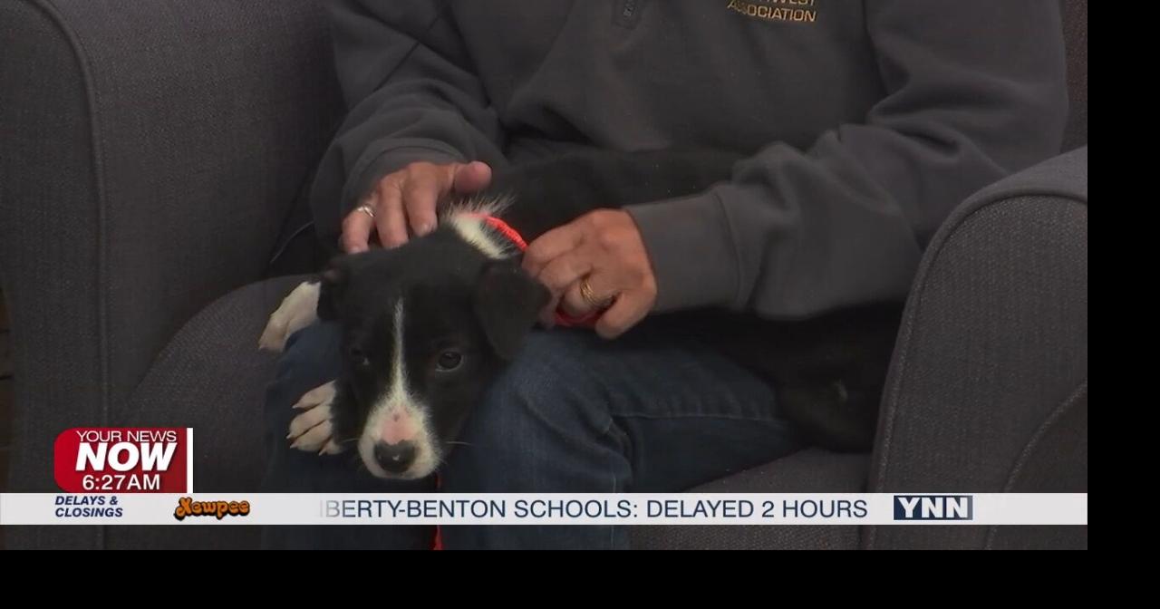 The Allen County Dog Warden brings us the Pet of the Week | First ...