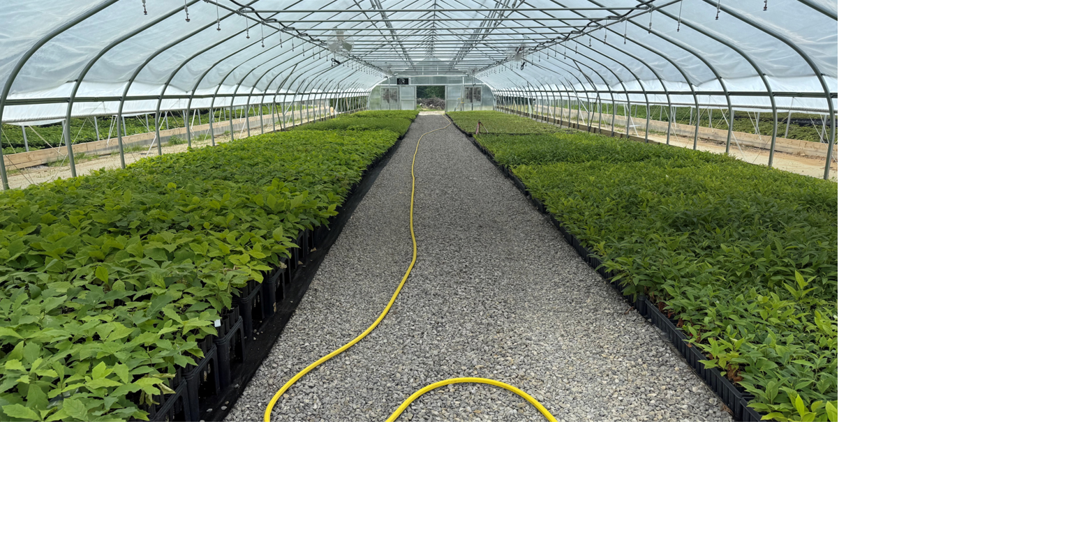 Buckeye State Tree Nursery update: First seedlings now emerging for ...