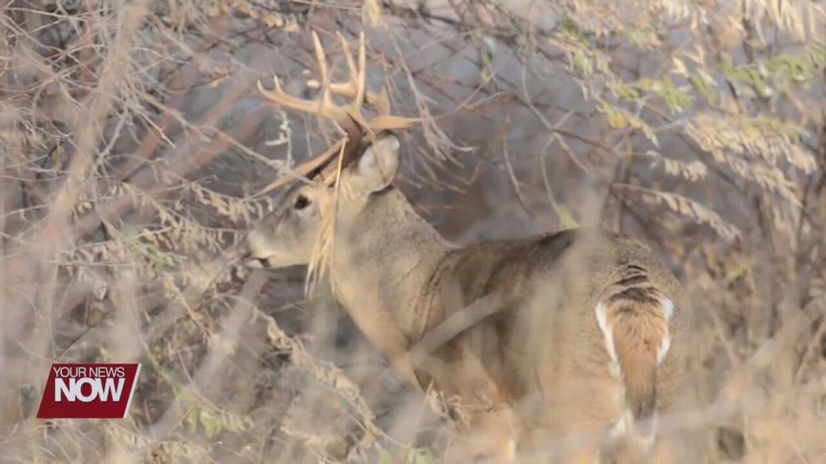 How you can help report the higher number of deer dying from EHD this ...