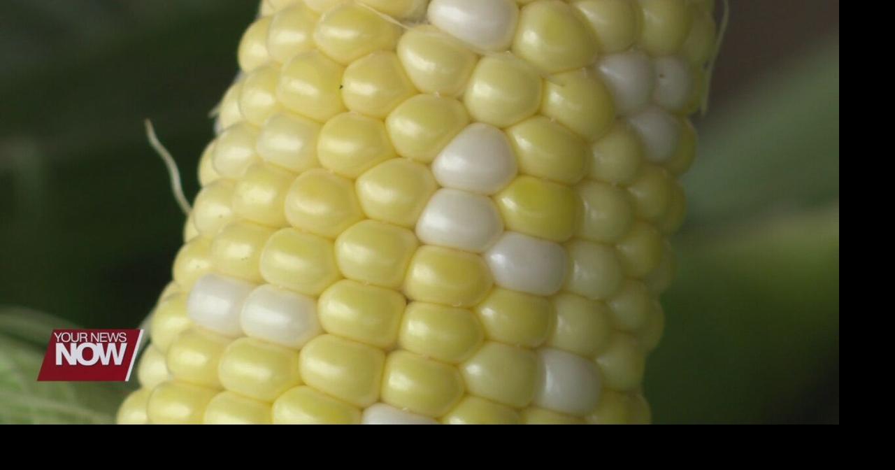 Sweet corn season officially underway in local area | News ...