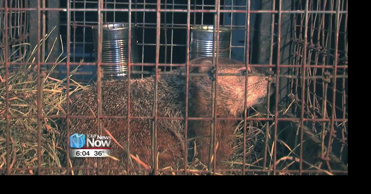 Buckeye Chuck predicts early spring | News | hometownstations.com