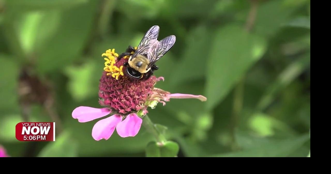 Allen SWCD encouraging pollinator-friendly gardening with June 6 sale ...