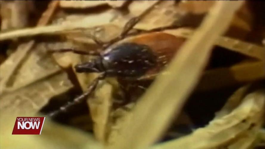 Warming temperatures means that it's tick season and the risk of Lyme ...