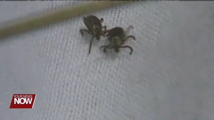 Warming temperatures means that it's tick season and the risk of Lyme ...