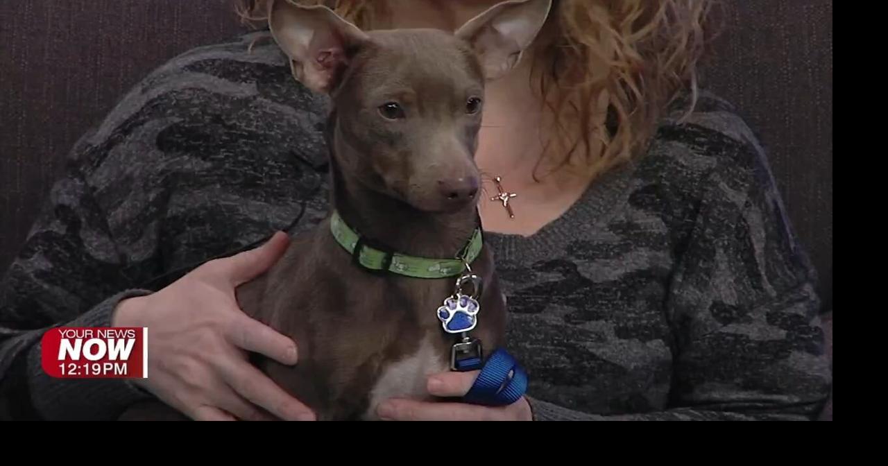 All Starr Pets bring in some of their adoptable dogs | Noon Edition ...