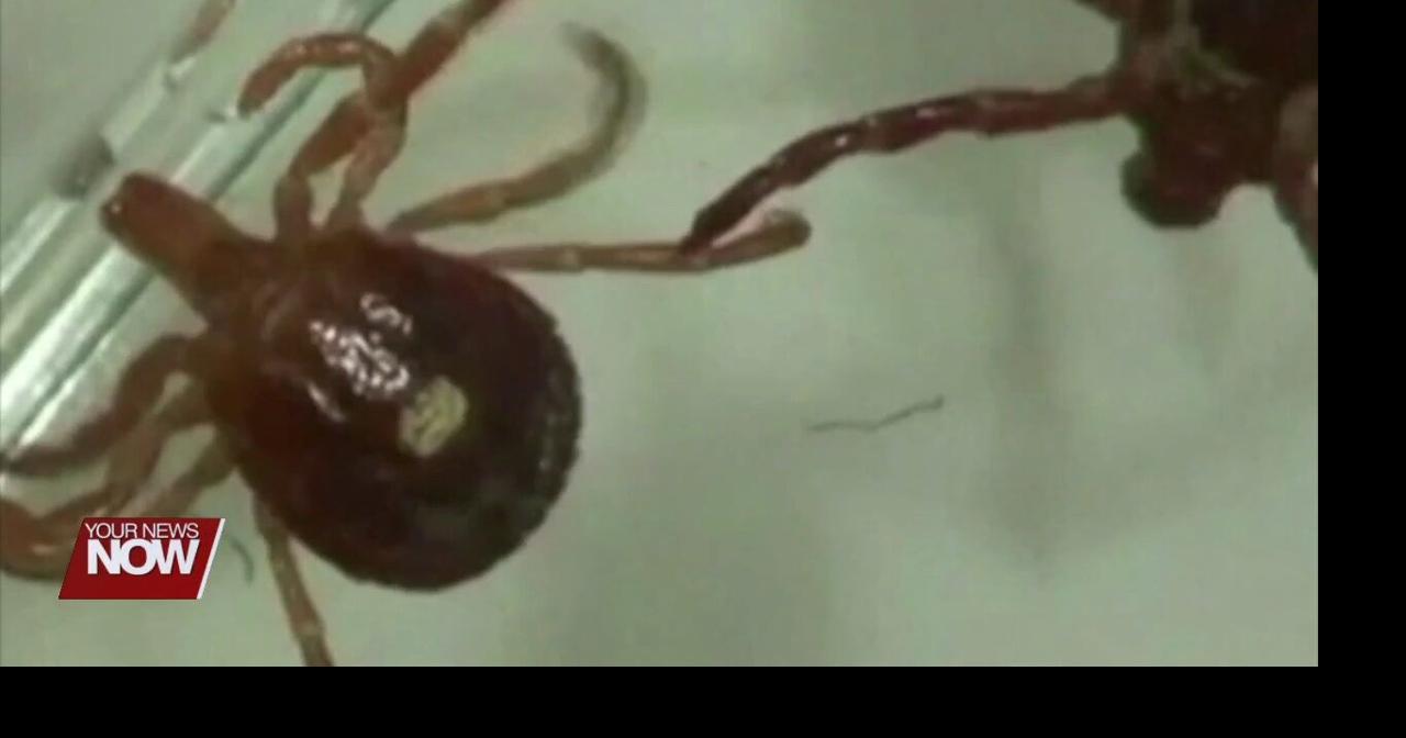 Warming temperatures means that it's tick season and the risk of Lyme ...