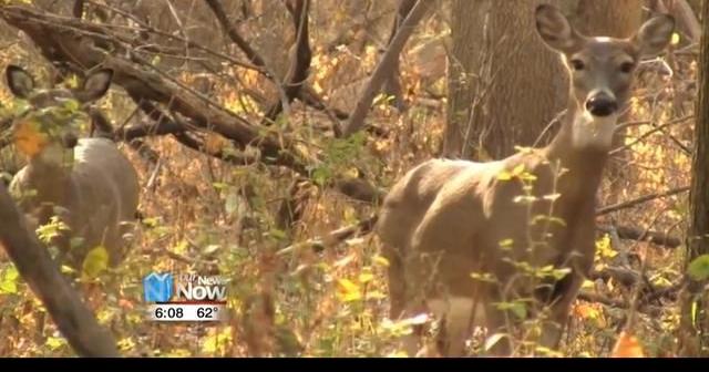 Deer Brain Disease | News | hometownstations.com