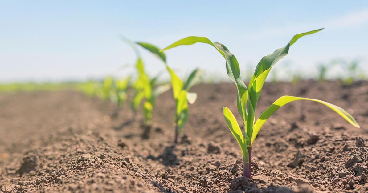 Dry Weather Crop Impacts | News | hometownstations.com