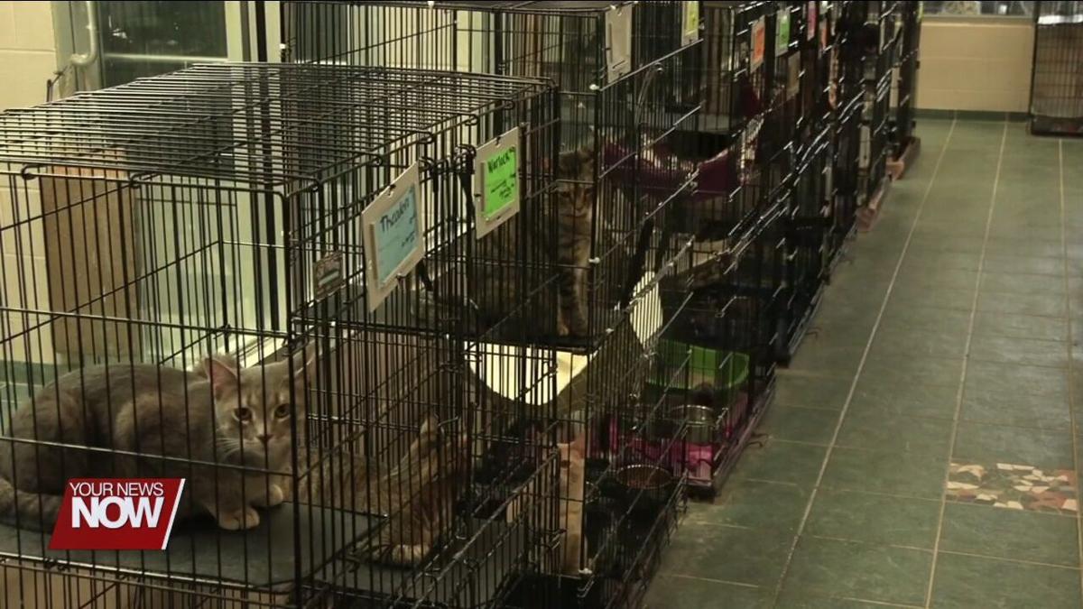 Temporary lower prices for dogs and cats at the Ohio SPCA & Humane ...