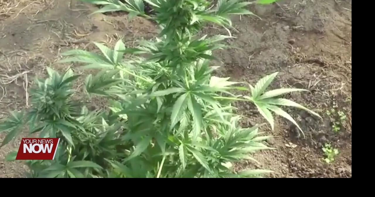 Ohio Senate Republicans introduce bill to change marijuana law | Allen ...