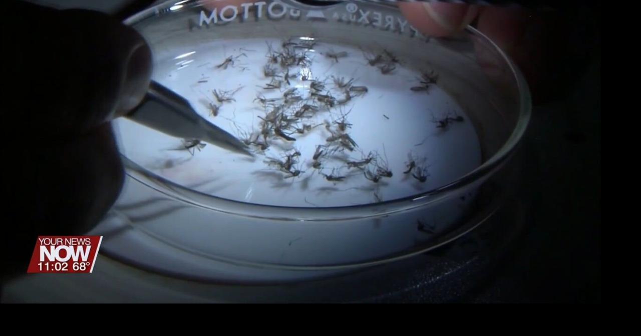 Pool of mosquitoes test positive for West Nile Virus in Van Wert County ...