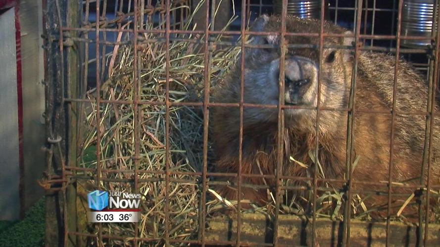 Buckeye Chuck predicts early spring | News | hometownstations.com