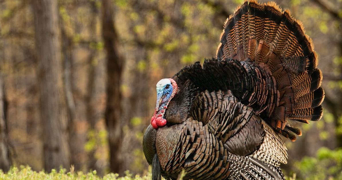 ODNR Reveals Ohio’s 2024 Wild Turkey Hatch Results | News ...