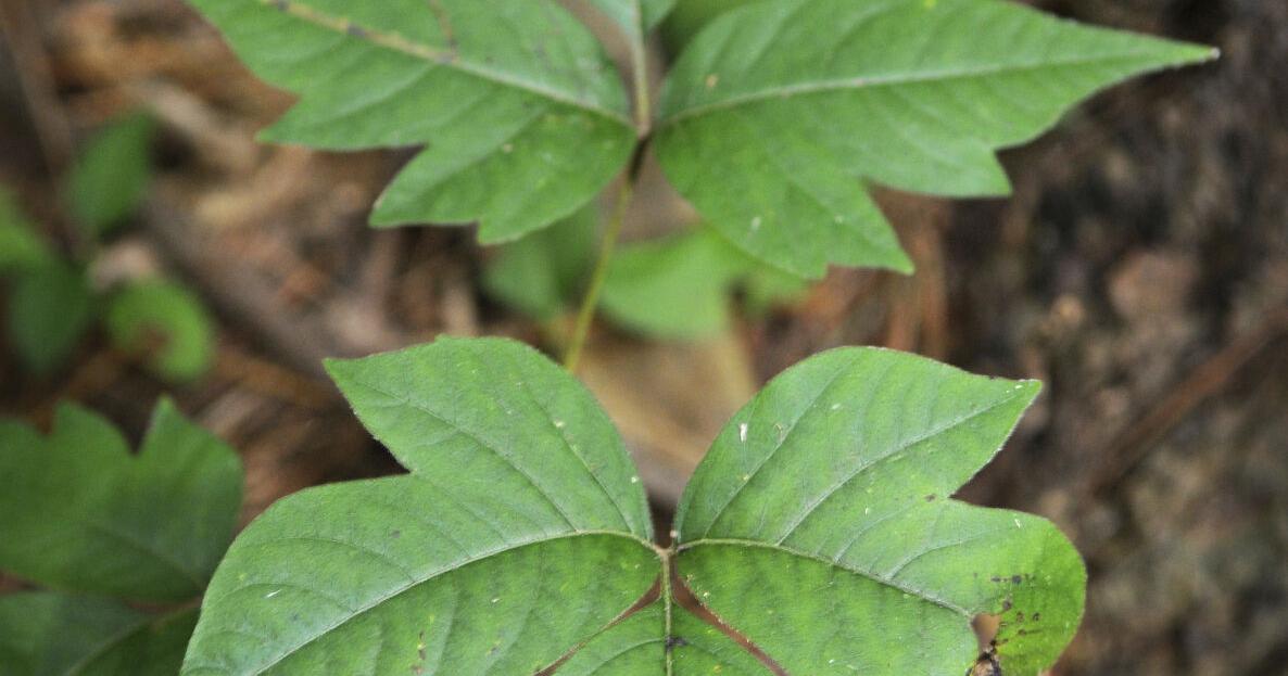 Getting rid of poison ivy is a serious matter. What you should and ...