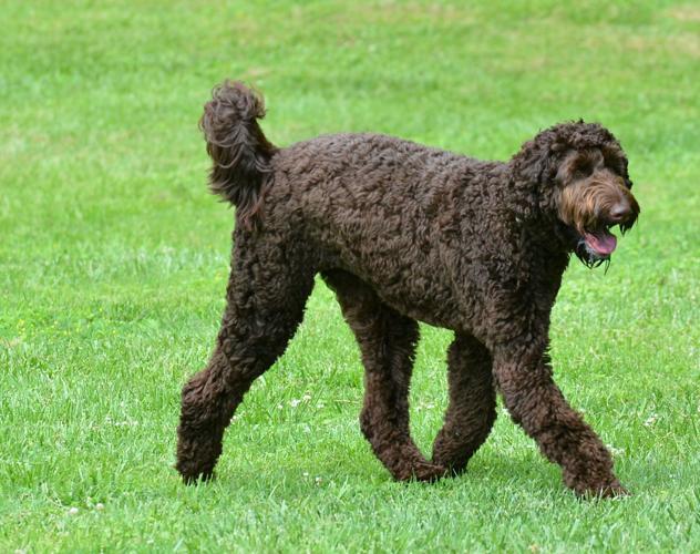 Photo Gallery: Grand opening of Hedgecock Dog Park | News | hpenews.com