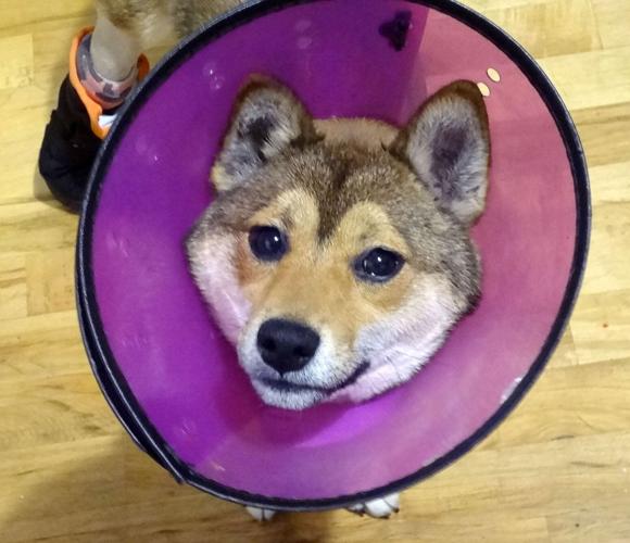 RUFF RIDER: Coco returns home after scary journey in car grille | News ...