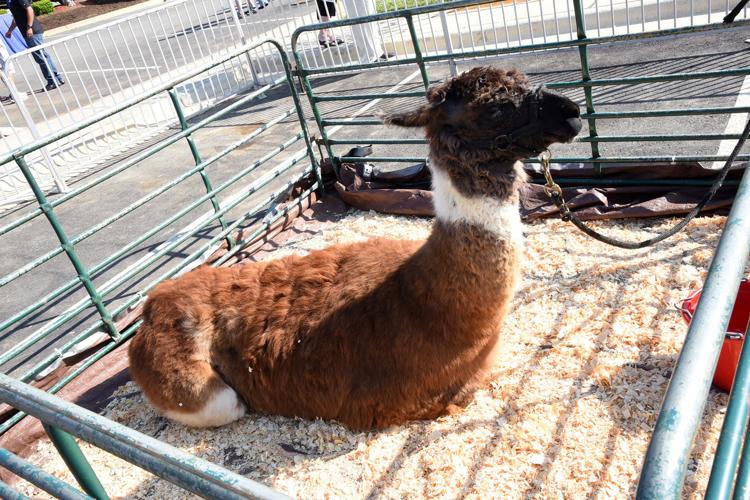 Photo Gallery: Grand opening of the High Point Public Library Plaza ...