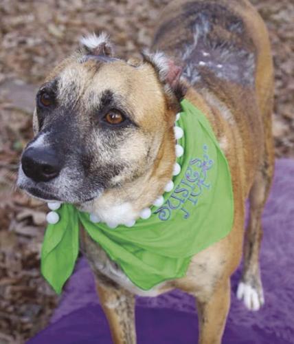 Local hero dog Susie dies at 13 | News | hpenews.com