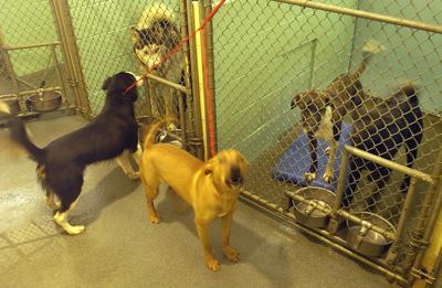 Former operator of animal shelters faces massive fines | News | hpenews.com