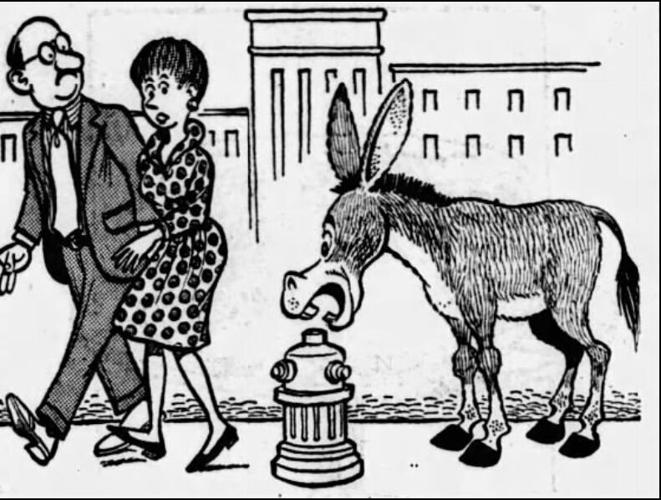 HIGH POINT CONFIDENTIAL: The jaywalking jackasses: Donkeys flustered ...