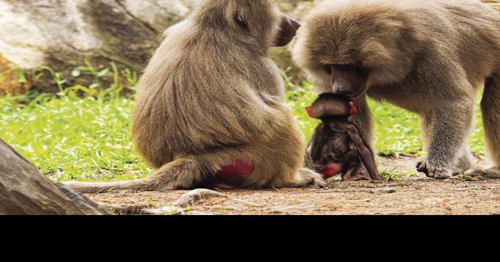 NC Zoo announces birth of baboon | Thomasville Times | hpenews.com
