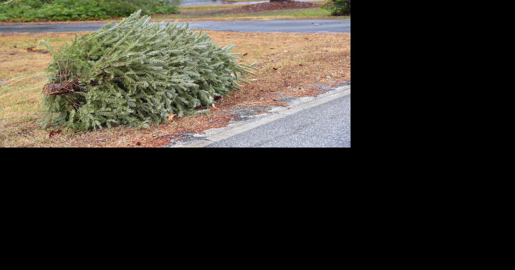 City will pick up used Christmas trees from curbside | News | hpenews.com