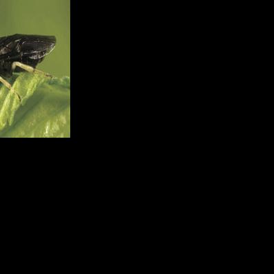 Invasive wasp spreads toward Triad | News | hpenews.com