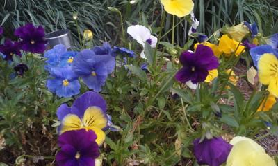 perennial plants for winter coloring pages