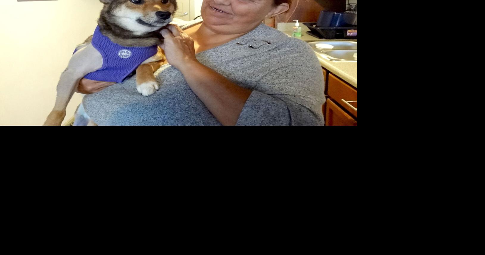 RUFF RIDER: Coco returns home after scary journey in car grille | News ...