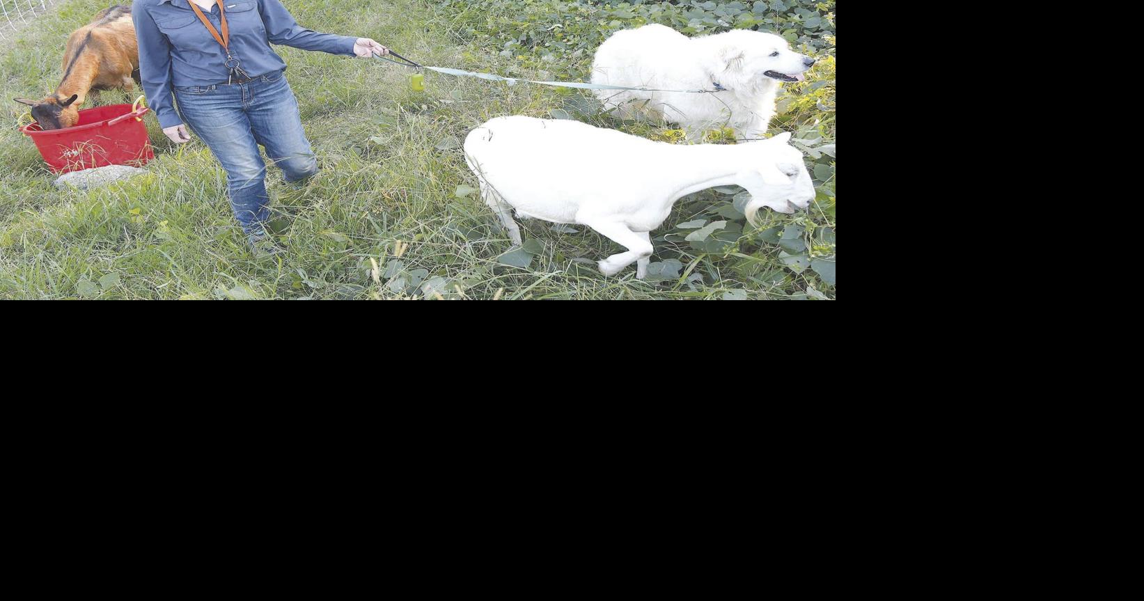 No kidding, goats clear kudzu | News | hpenews.com