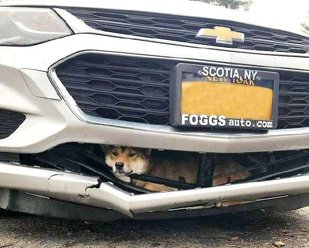 RUFF RIDER: Coco returns home after scary journey in car grille | News ...