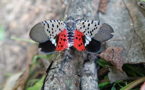 Invasive fly spreads near High Point | News | hpenews.com