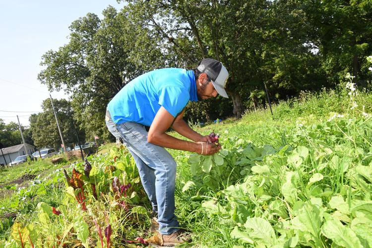 Photo Gallery: Community Garden Tour hosted by Growing High Point ...