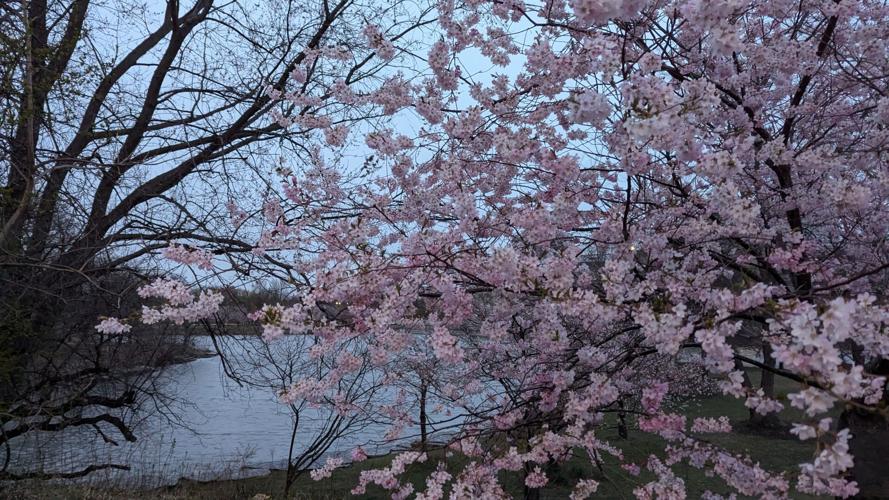 Jackson Park cherry blossoms bloom again after 2-year break | Evening ...