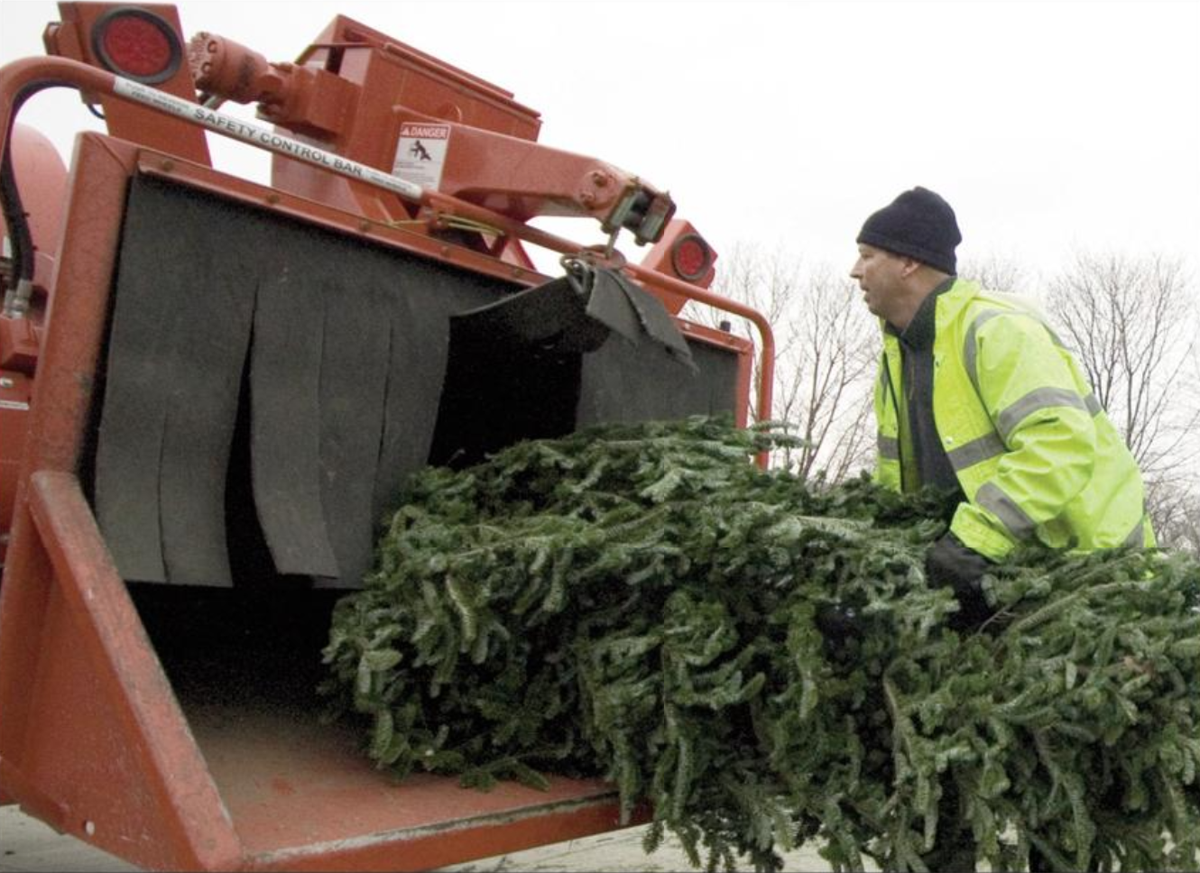 Here’s where Hyde Parkers can recycle Christmas trees | Evening Digest ...