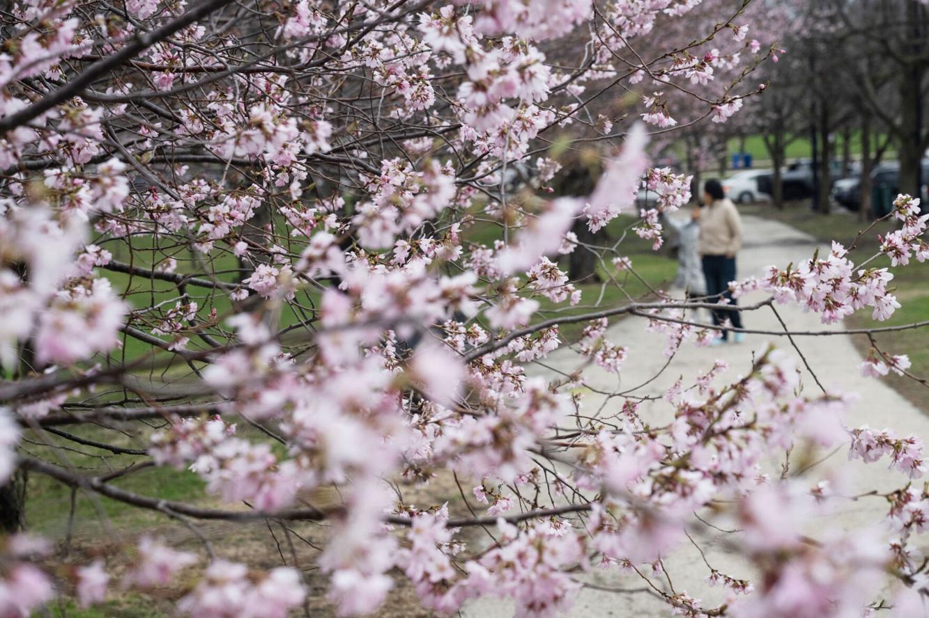 Photo: Cherry blossoms bloom in Jackson Park | Evening Digest ...