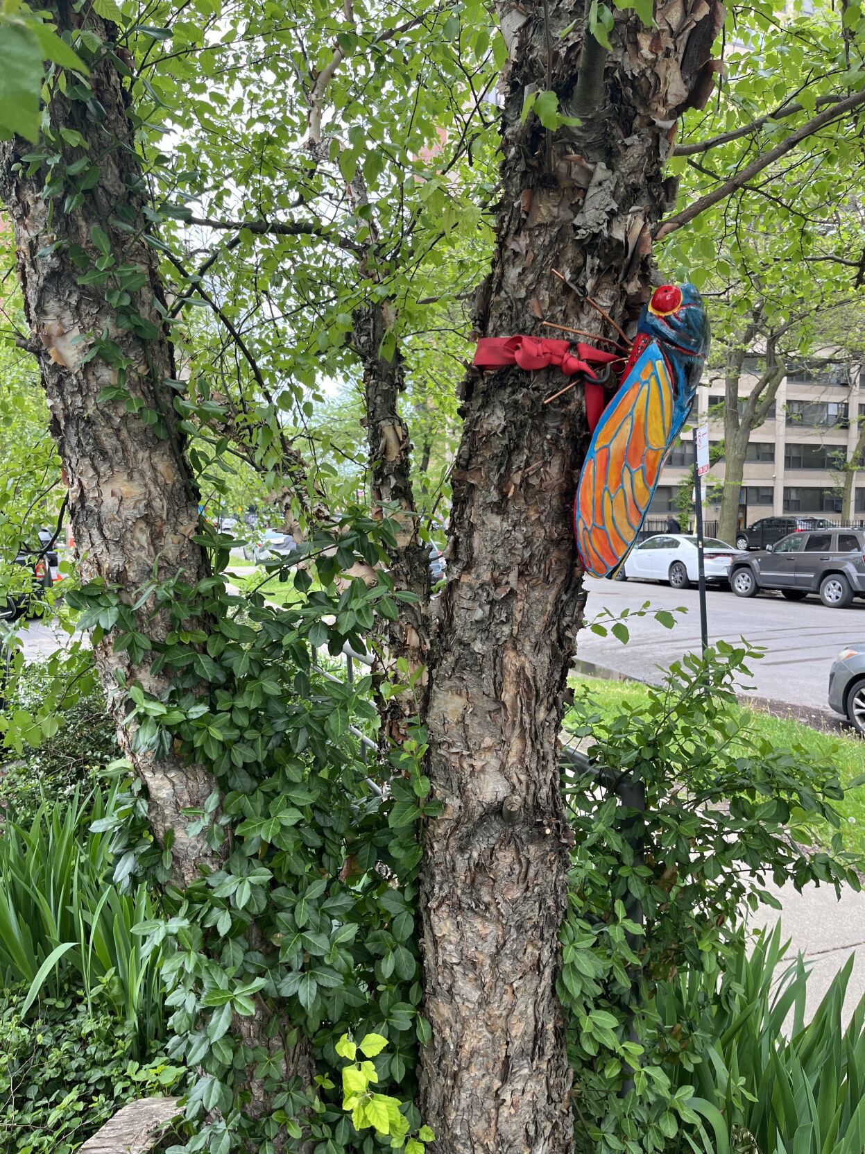 Artists ready neighborhood for cicada bonanza | Evening Digest ...