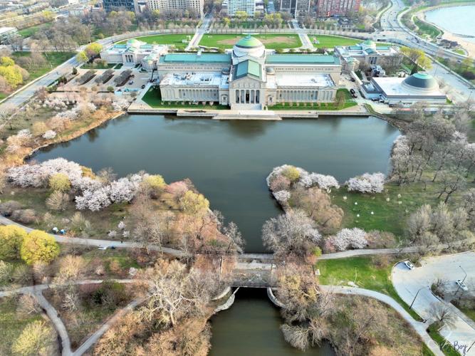 In photos: Jackson Park cherry blossoms bloom | Evening Digest ...