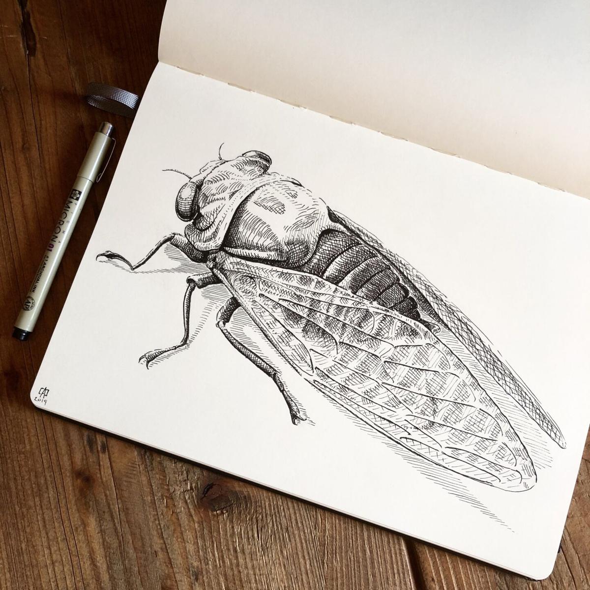 cicadas drawing