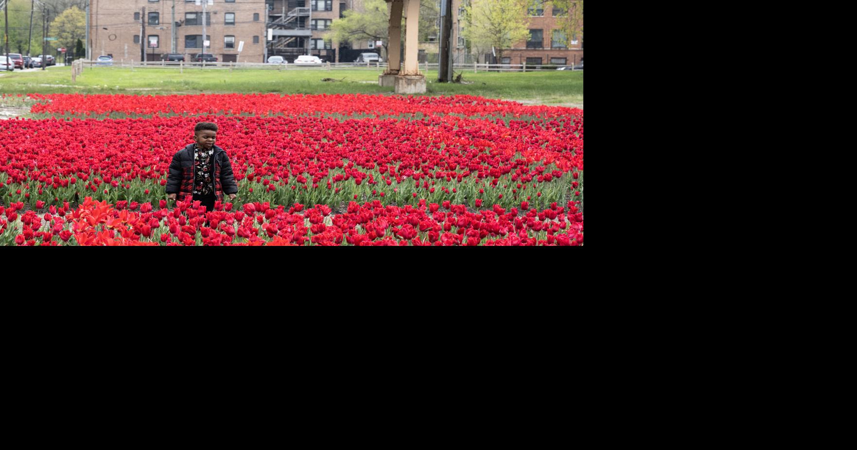 May flowers | Evening Digest | hpherald.com