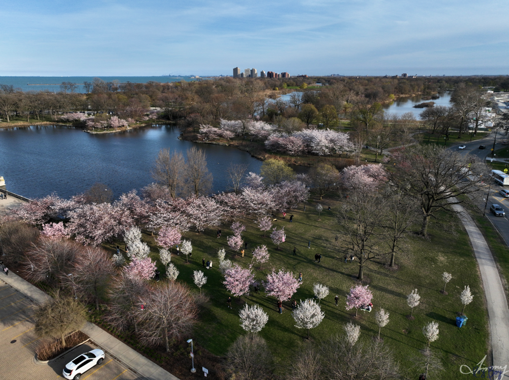Jackson Park cherry blossoms bloom again after 2-year break | Evening ...