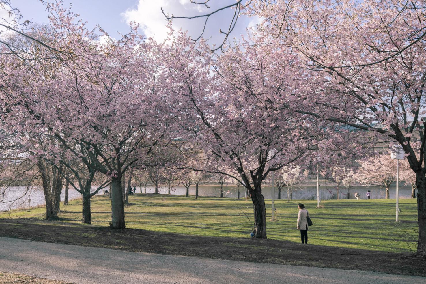 Jackson Park cherry blossoms bloom again after 2-year break | Evening ...